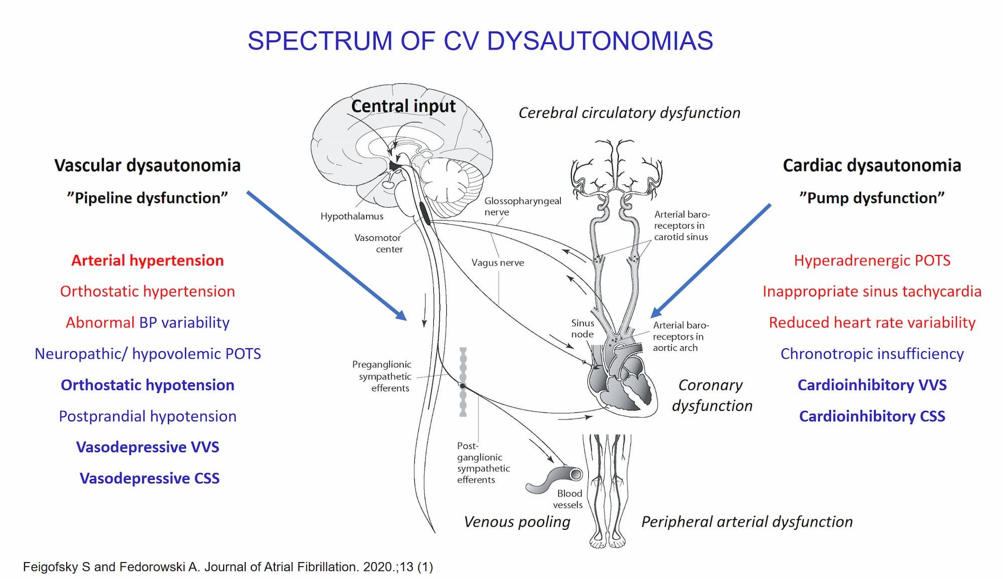 difference between vascular and cardio